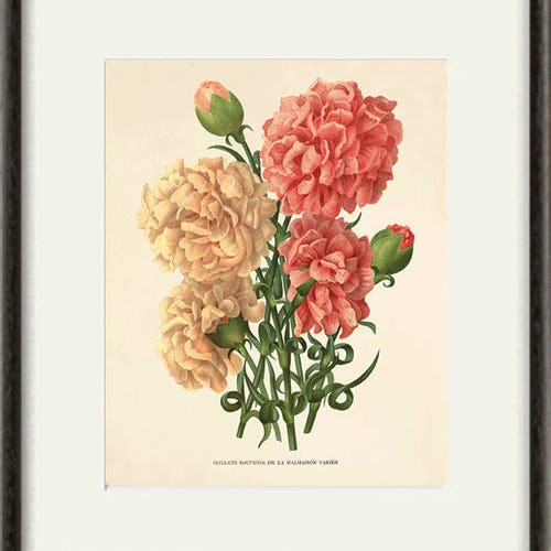 Carnation Antique Flower Art Print Vintage Botanical Prints - Etsy