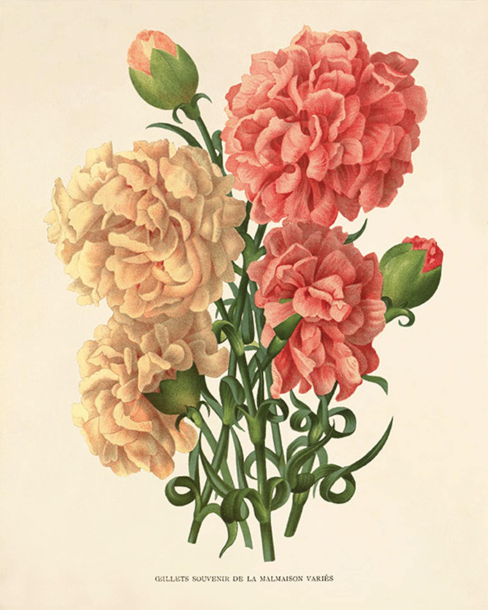 Pink Carnation Art Print Antique Flower Art Print Botanical - Etsy