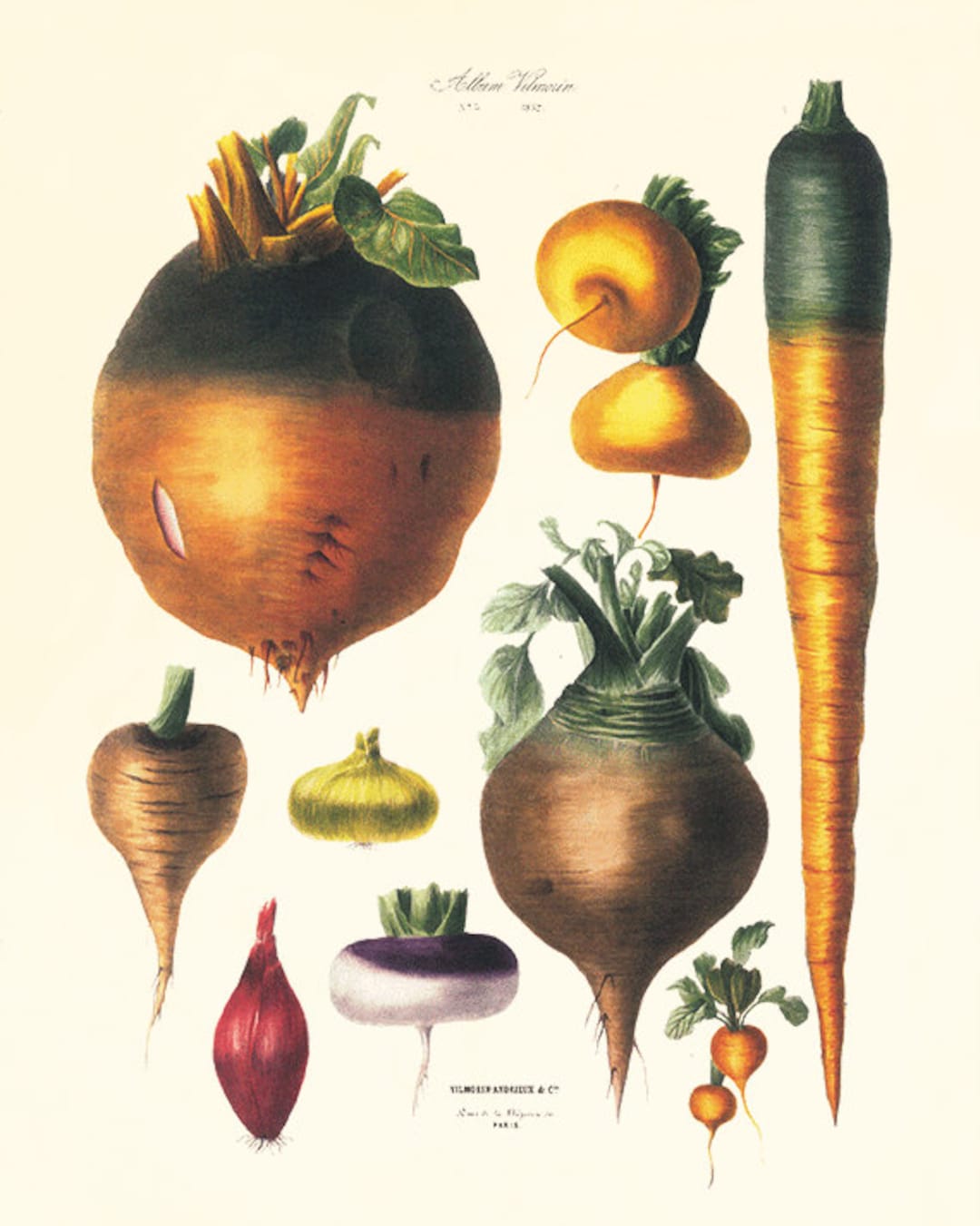 Vegetable Art Print Antique Botanical Print Vegetable Print Kitchen Art ...