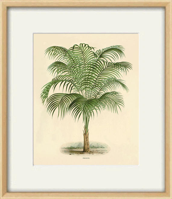 Palm tree art print antique Botanical Art Prints Home Decor | Etsy