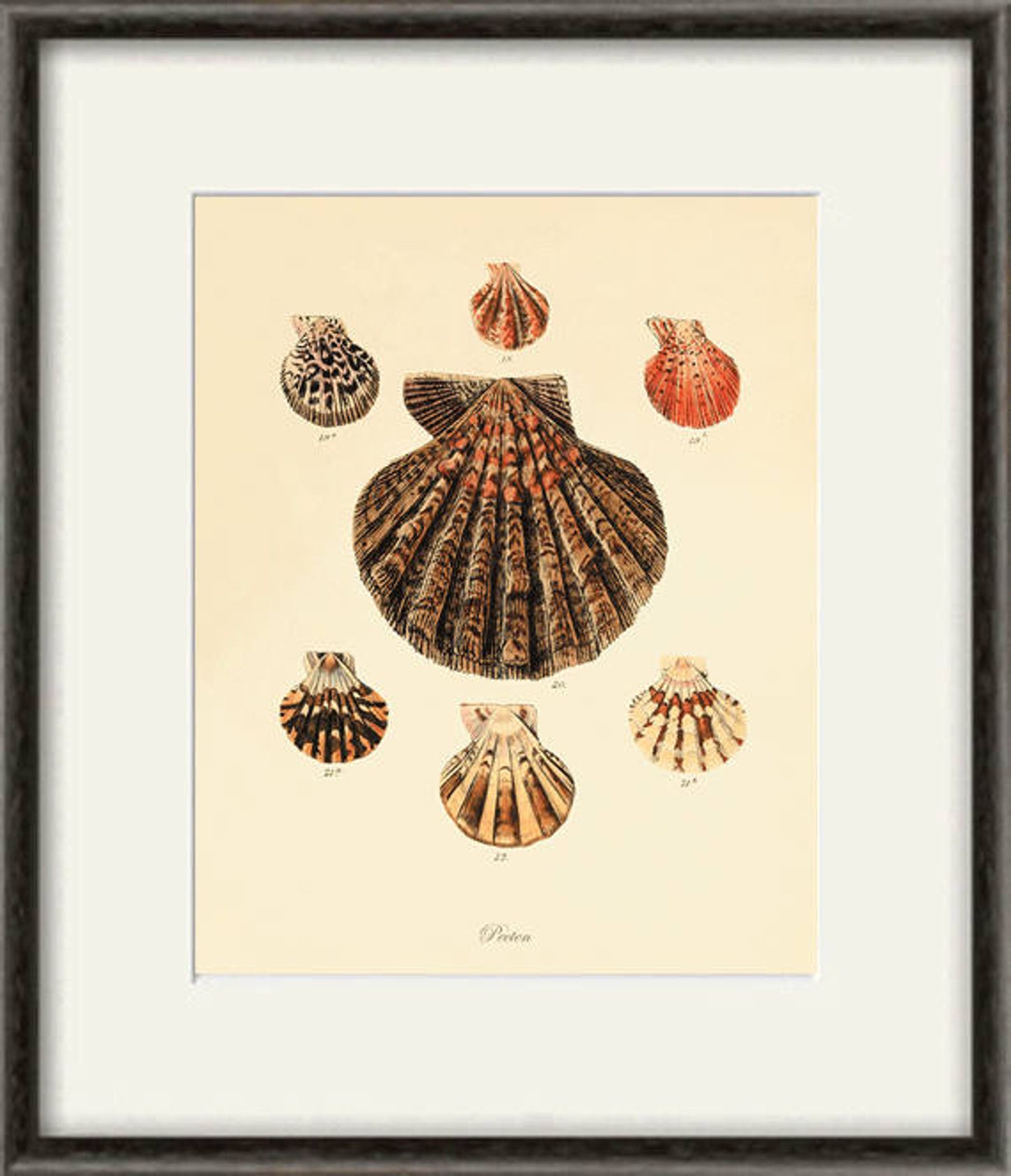 Antique Sea Shell Art Print Sea Beach Art Nautical Print Ocean | Etsy