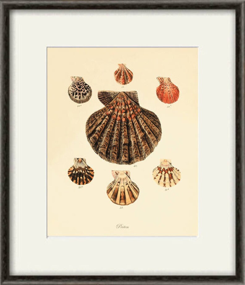 Antique Sea Shell Art Print Sea Beach Art Nautical Print Ocean | Etsy