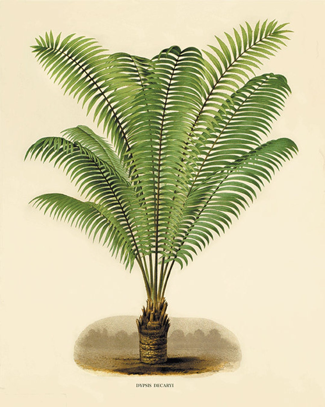 Palm Tree Art Print Antique Botanical Art Prints Home Decor Wall Art ...