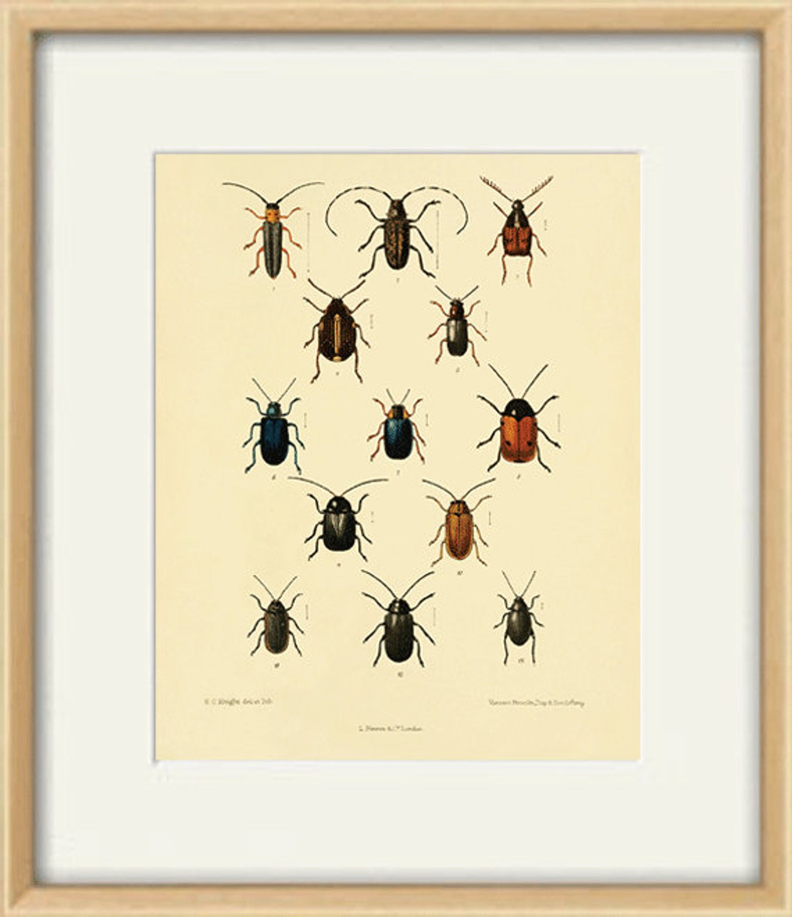 Antique Insect Art Print Beetle Art Print Insect Wall Art - Etsy