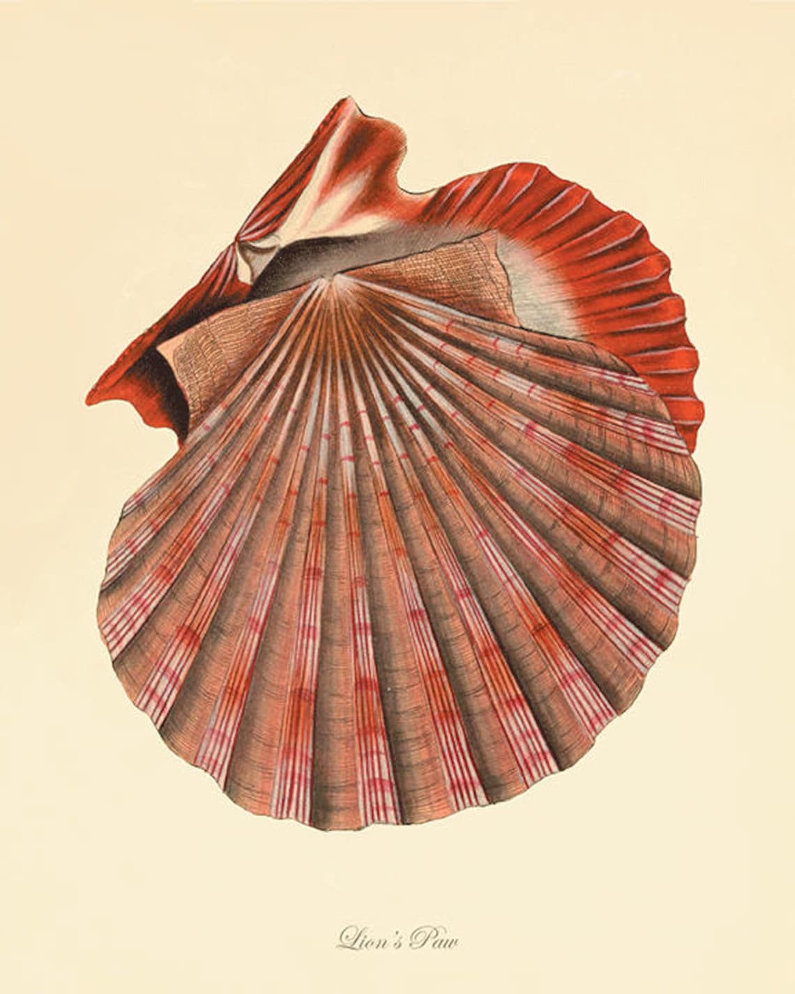 Seashell Art Print Poster Ocean Decor Beach Art Print Natural | Etsy