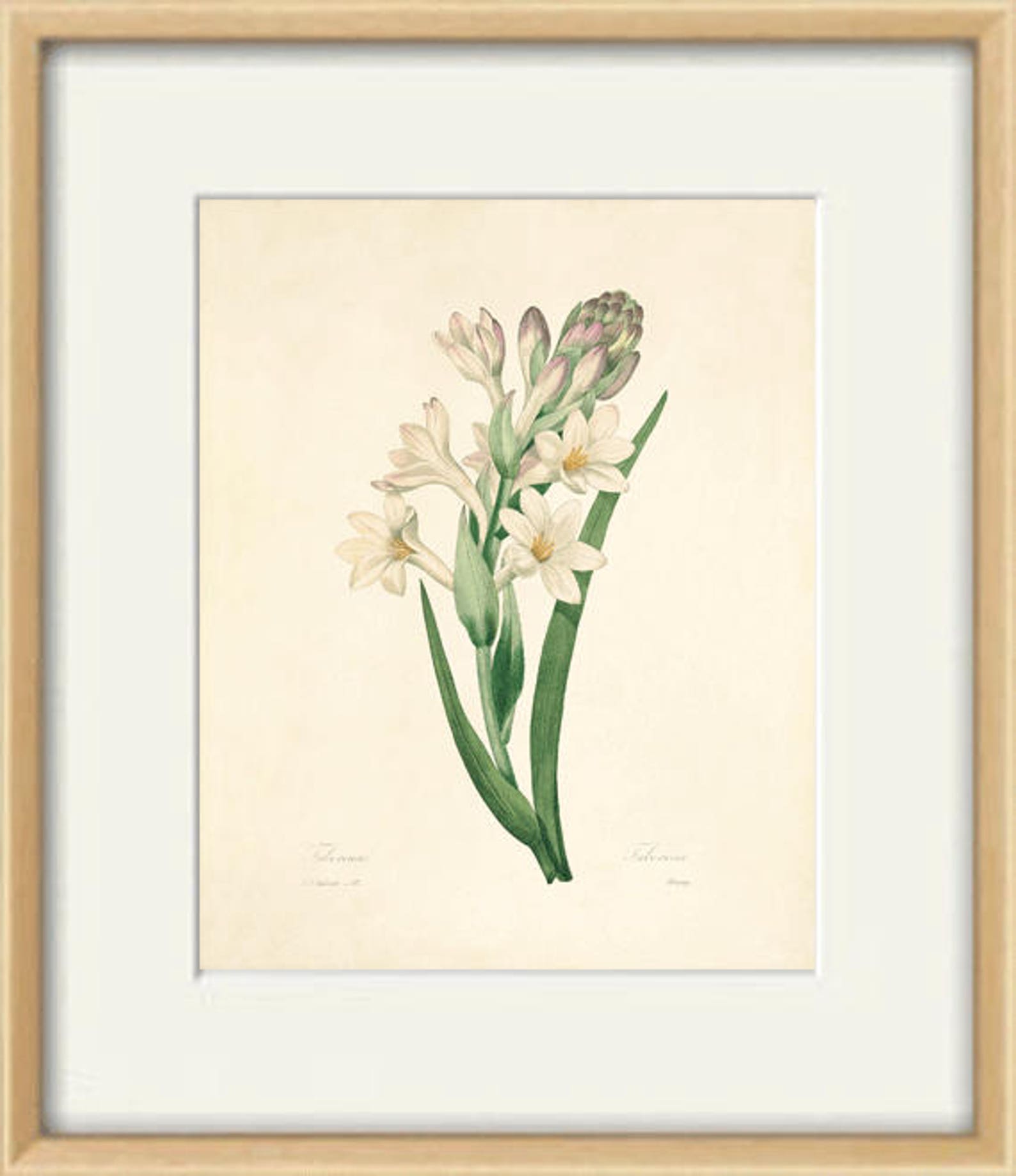 Tuberose Art Print Poster Antique Prints Botanical Art Prints - Etsy