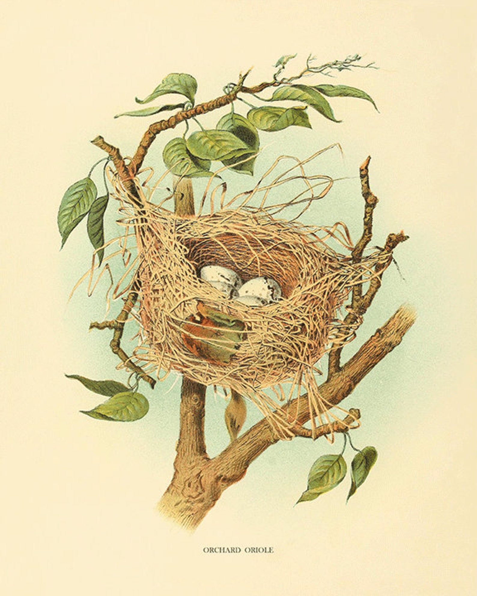 Bird nest art print Vintage Bird art print birds egg art bird | Etsy
