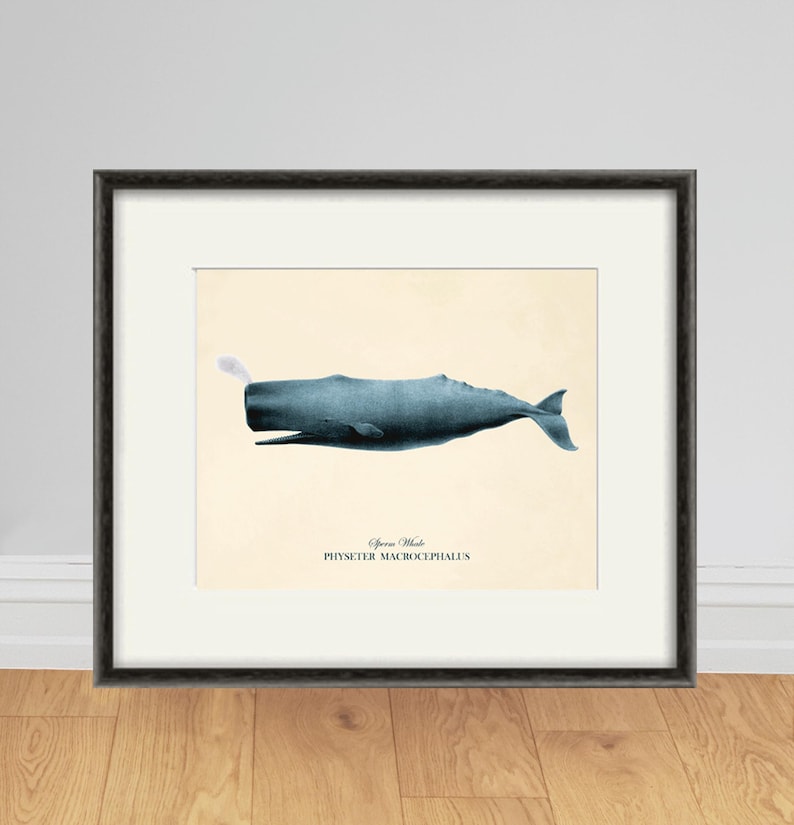 Antique Whale Print: Victorian Nautical Ocean Art - Etsy