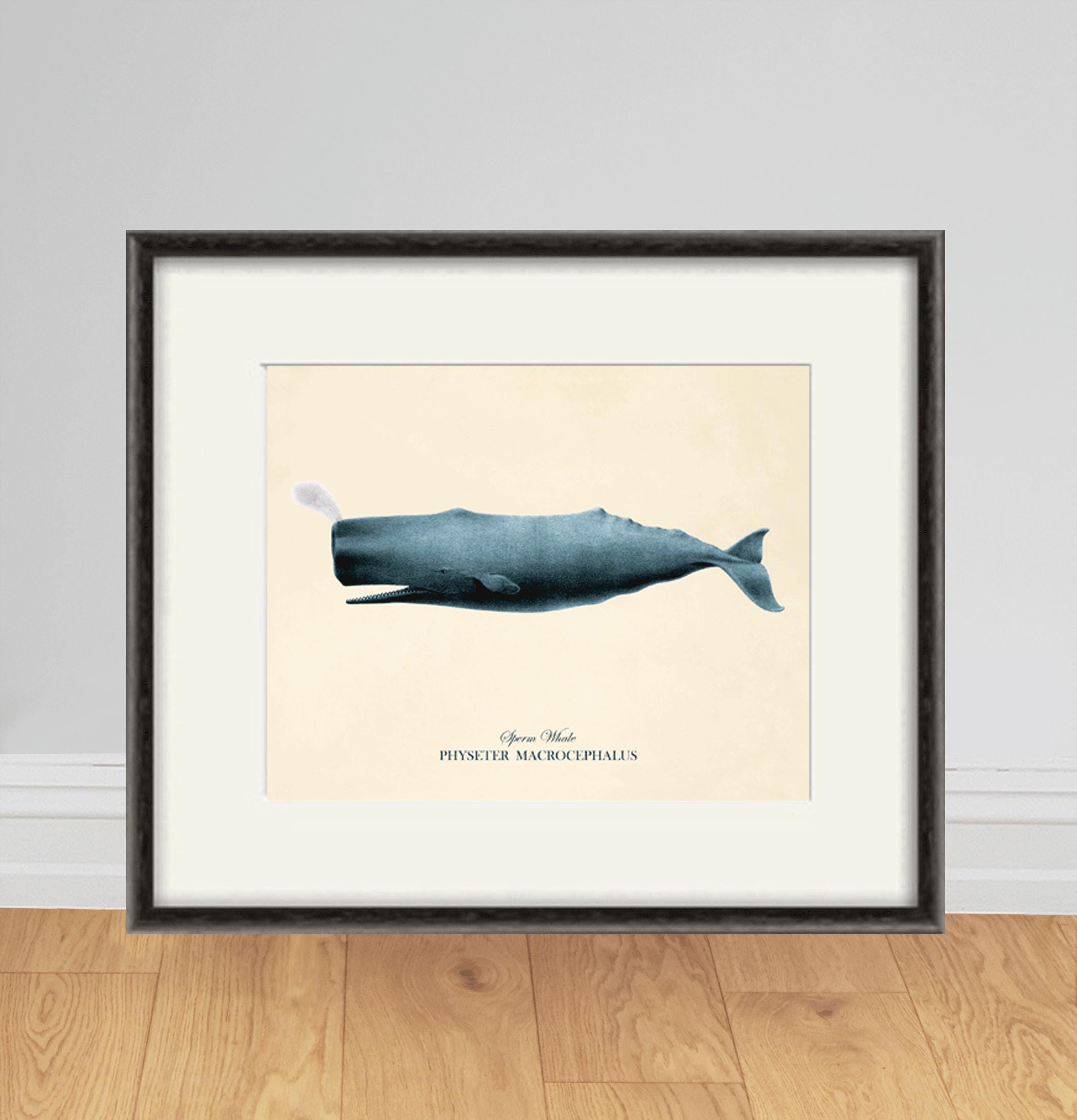 Antique Whale Print: Victorian Nautical Ocean Art - Etsy