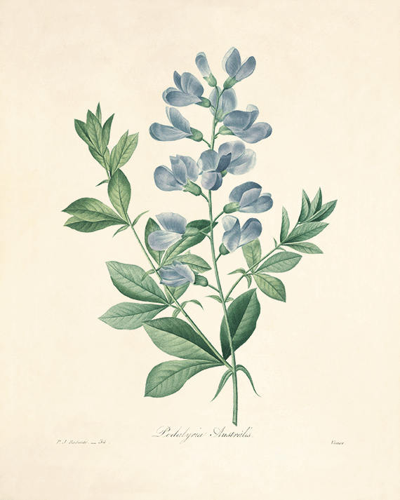 Antique Botanical Prints SET of 6 Botanical Art Prints Flower Prints ...