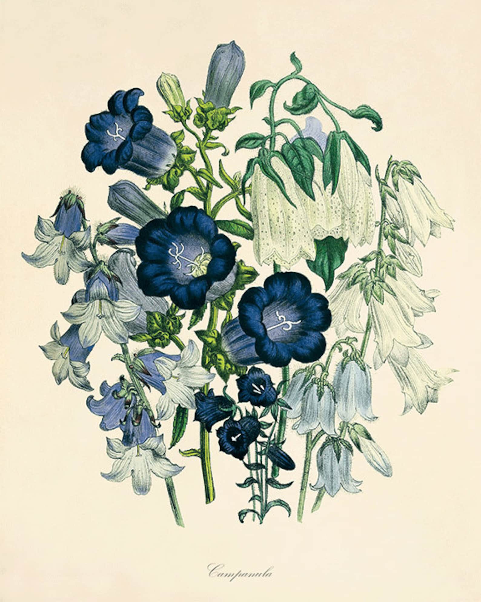 Blue Botanical Prints Vintage Flower Art Cottage Wall Art - Etsy