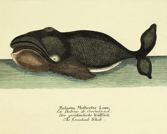 Whale Art Print Ocean Art Print Antique Prints Sea Art Print - Etsy