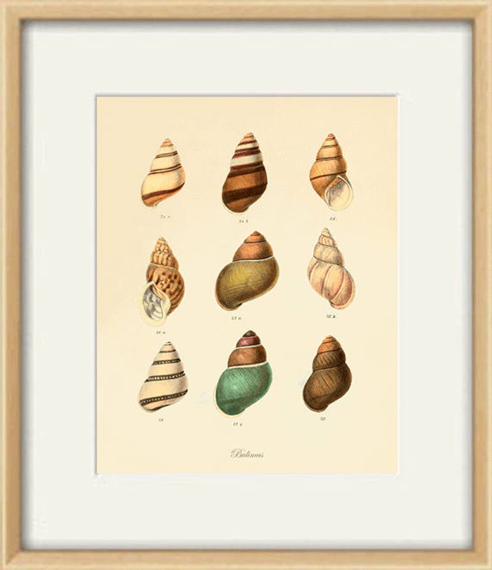 Antique Seashell Print: Victorian Nautical Wall Art - Etsy