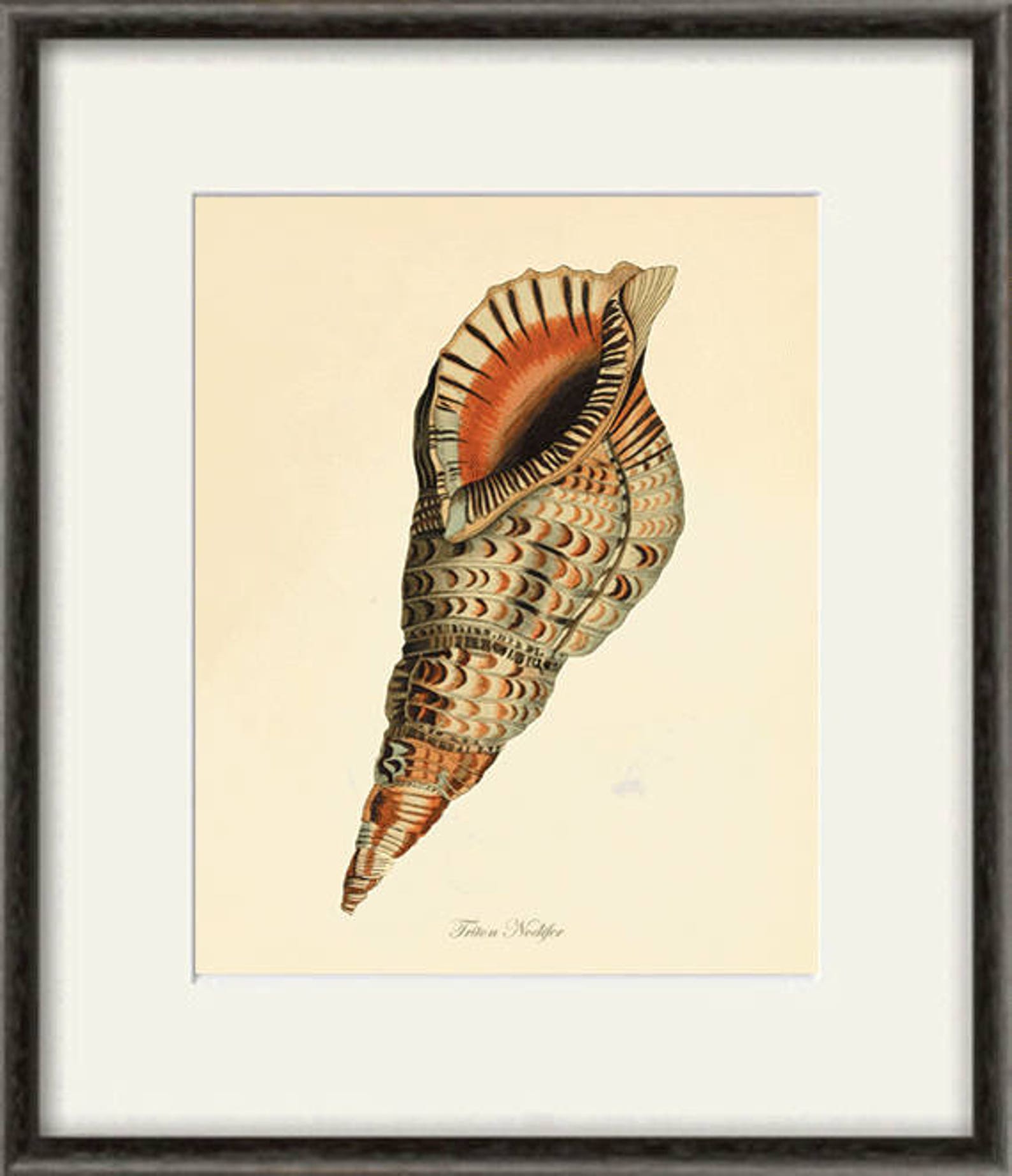 Antique Sea Shell Art Print Vintage Nautical Art Print Sea Art | Etsy