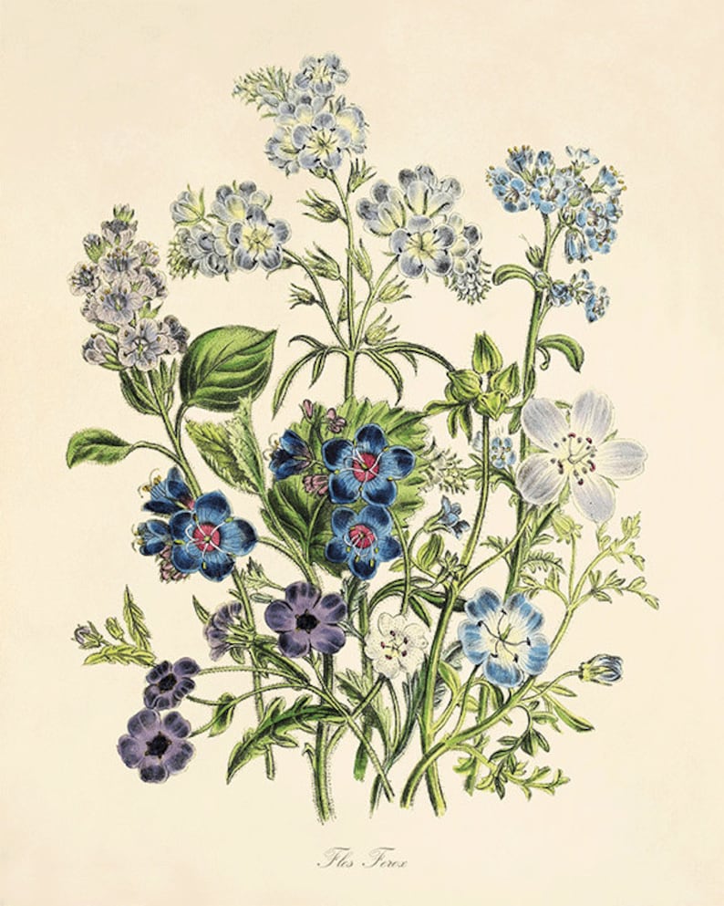 Antique Botanical Prints: Set of 6 French Floral Wall Art Flowers - Etsy