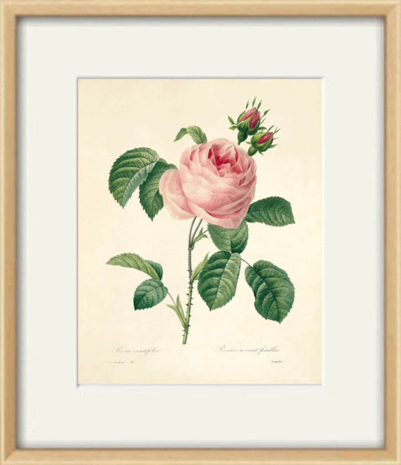 Pink Rose Art Print Vintage Flower Print Cottage Wall Art - Etsy