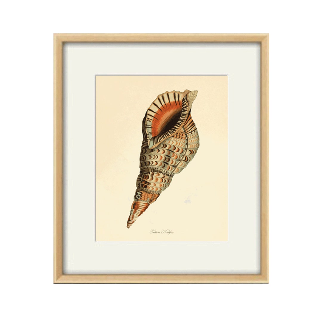 Antique Sea Shell Art Print Vintage Nautical Art Print Sea Art Print ...