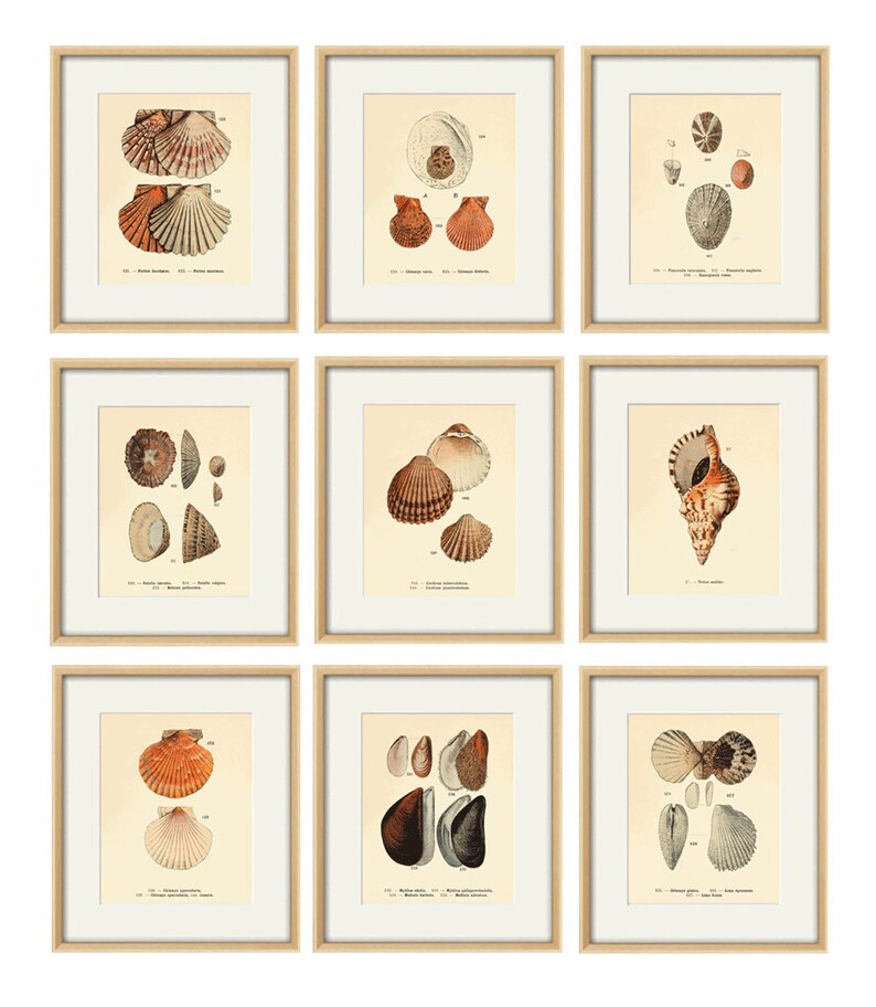 Seashell art coastal art prints nautical print Ocean Decor | Etsy