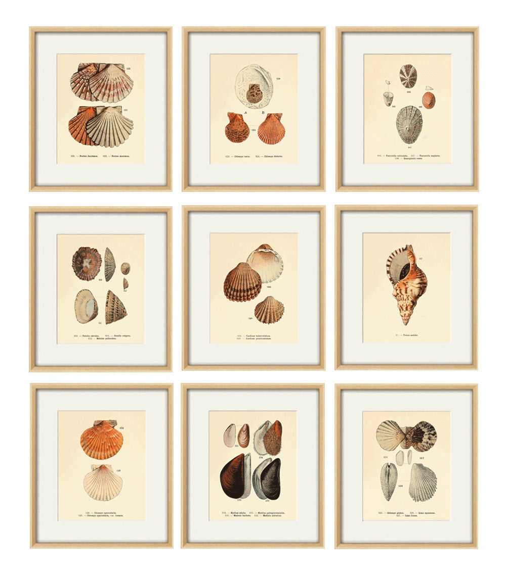 Seashell art coastal art prints nautical print Ocean Decor | Etsy