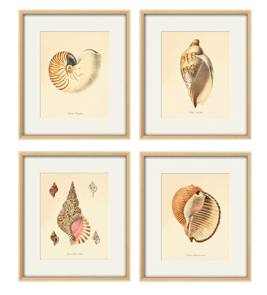Antique Sea Shell Art Print Sea Beach Art Nautical Print Ocean Print ...