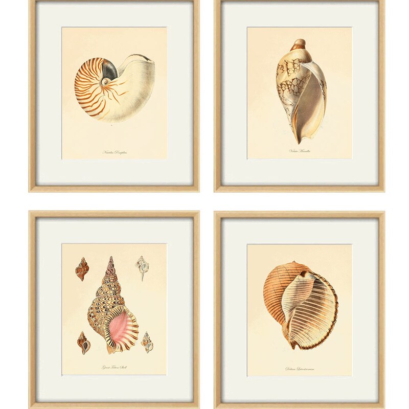 Sea Shell Home Decor - Etsy
