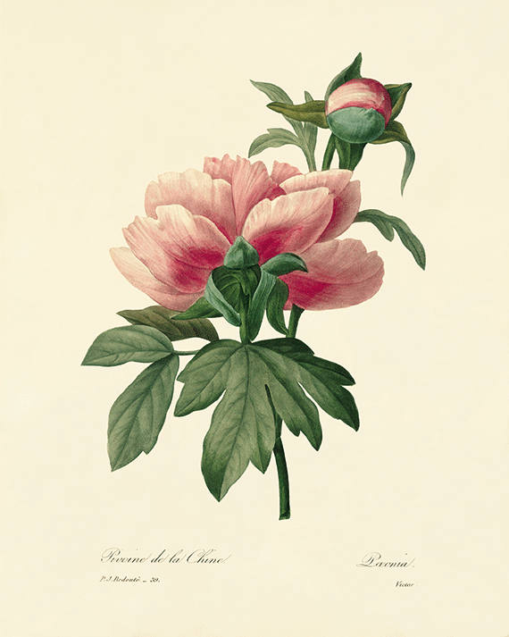 Antique Flower Prints
