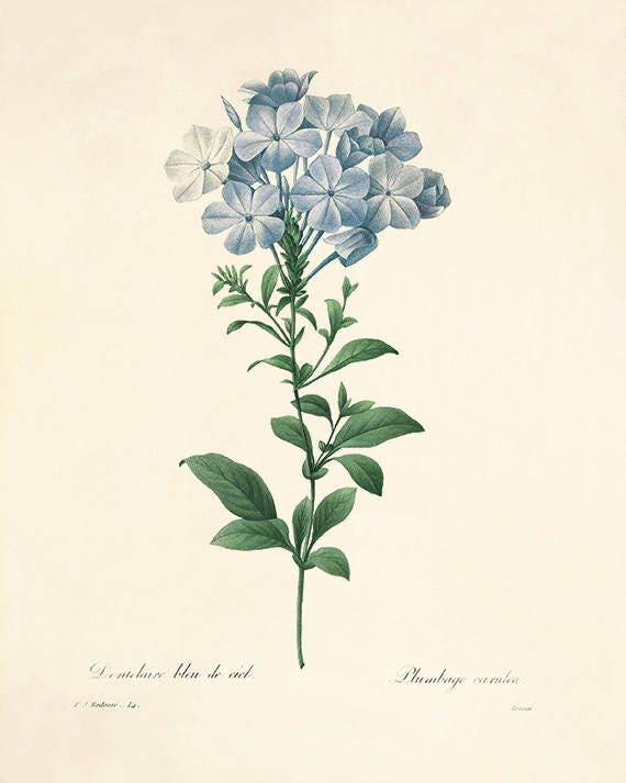 Blue Botanical Prints Vintage Flower Art Cottage Wall Art | Etsy