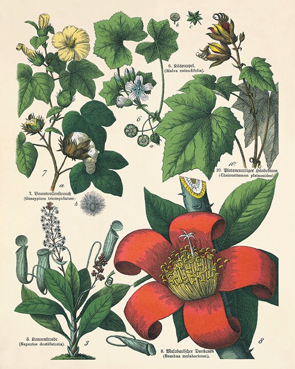 Antique flower print Cottage wall art flowers Victorian print | Etsy