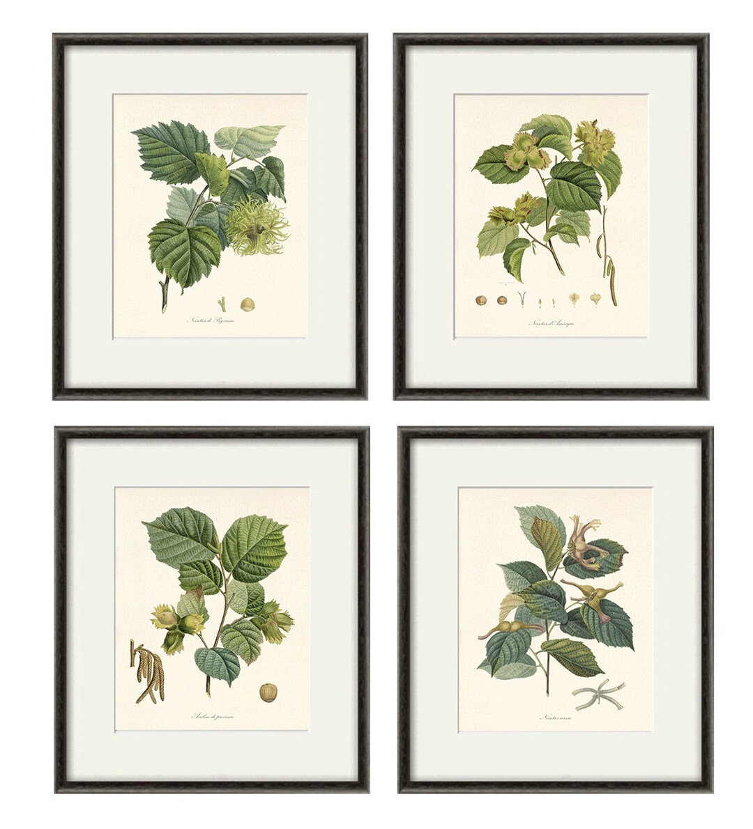 Antiqua Botanical Art Prints Tree Wall Art Print Botanical Print Set ...