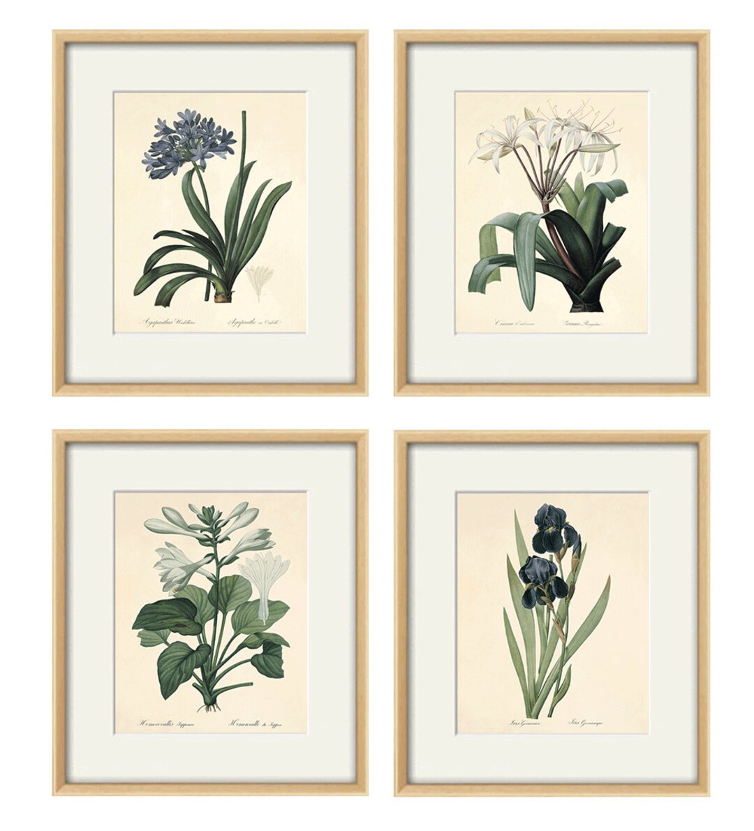 Antique Flower Art Print Set Antique Prints Botanical Prints Flower ...