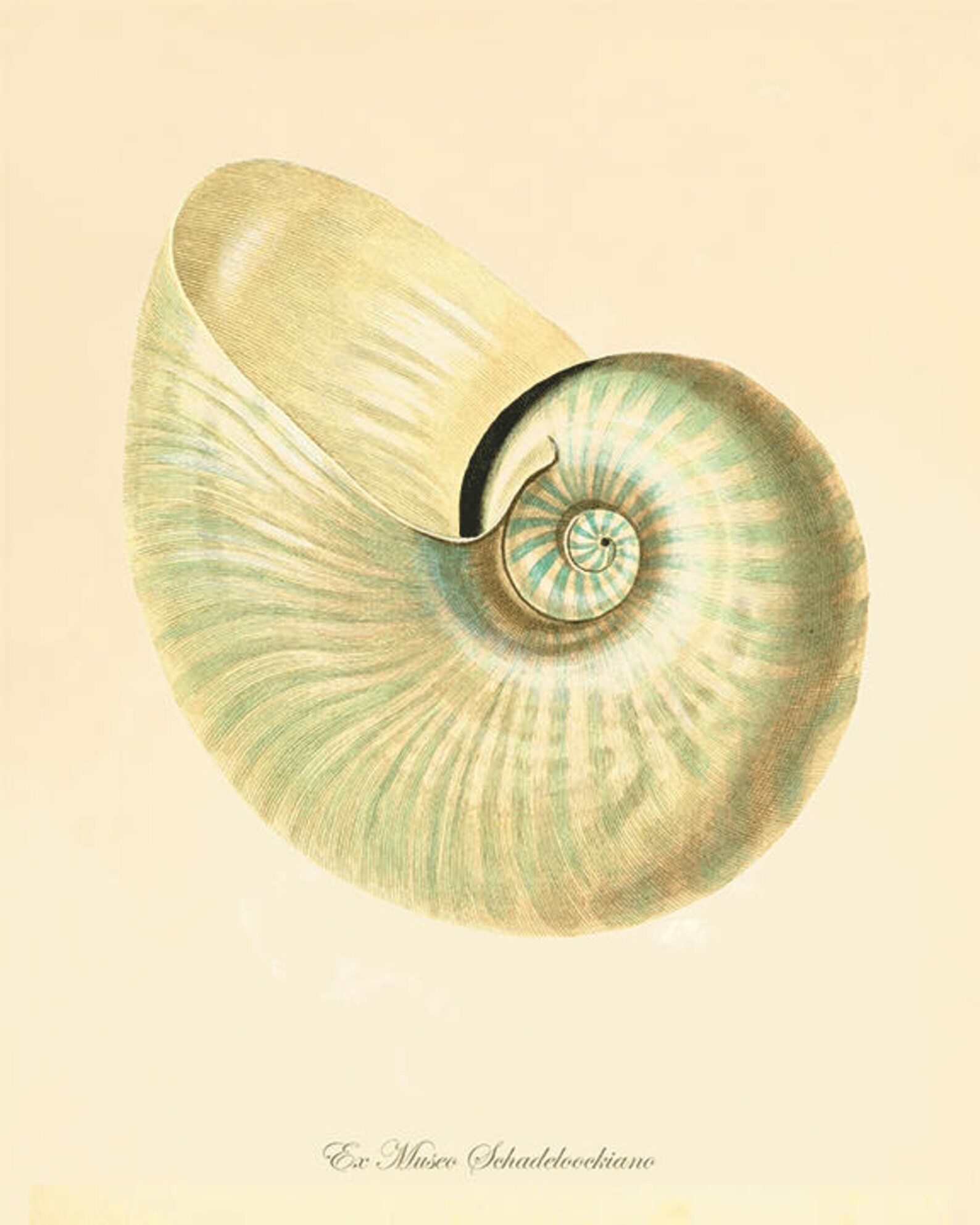 Antique Sea Shell Art Print Vintage Nautical Art Print Sea Art - Etsy UK