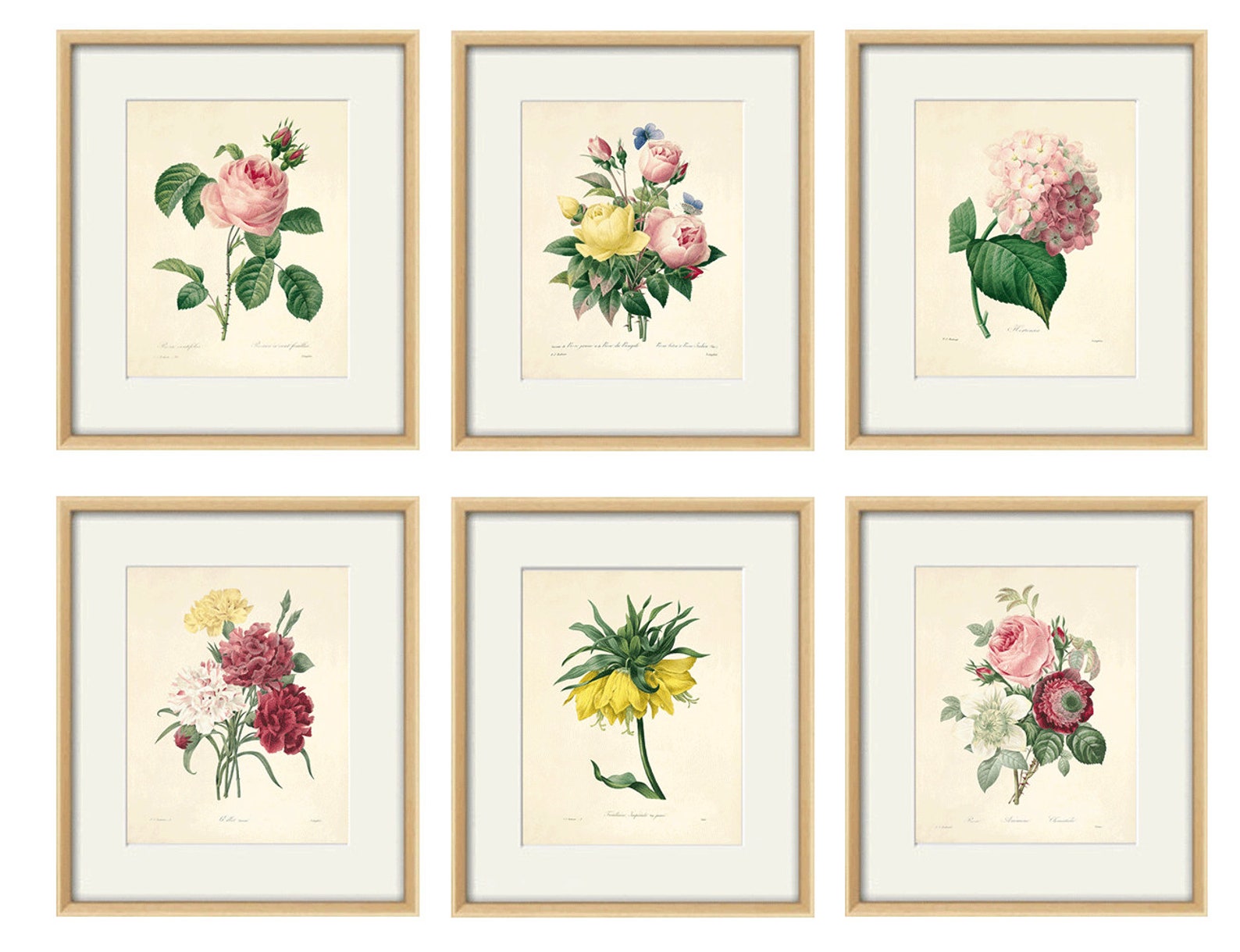 Antique Botanical Print Botanical Art Prints Flower Prints - Etsy