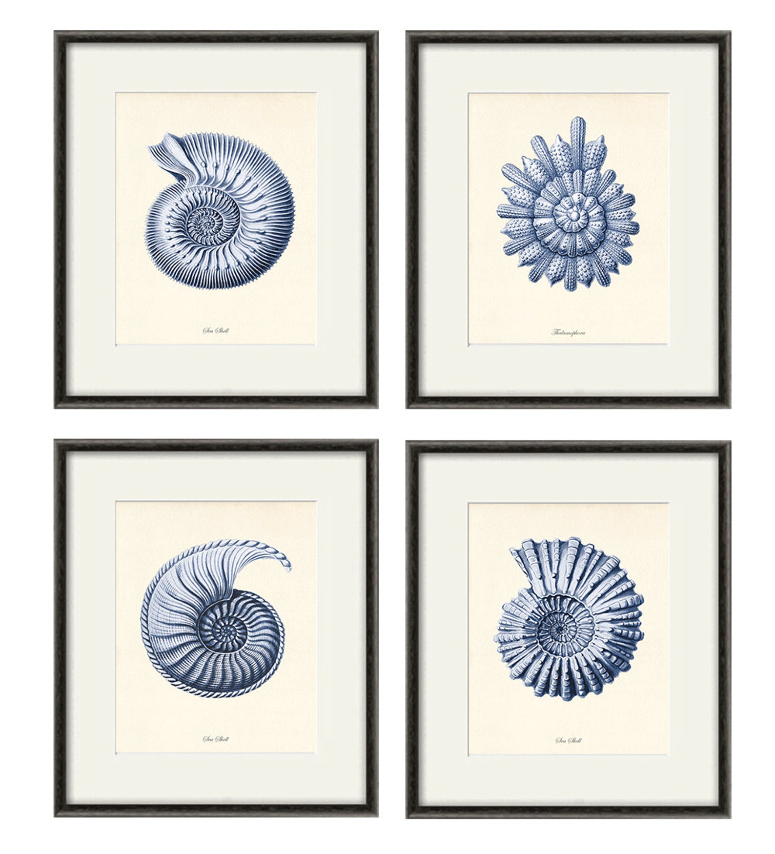 Blue Nautical Decor Seashell Art Print Sea Beach Art Nautical - Etsy