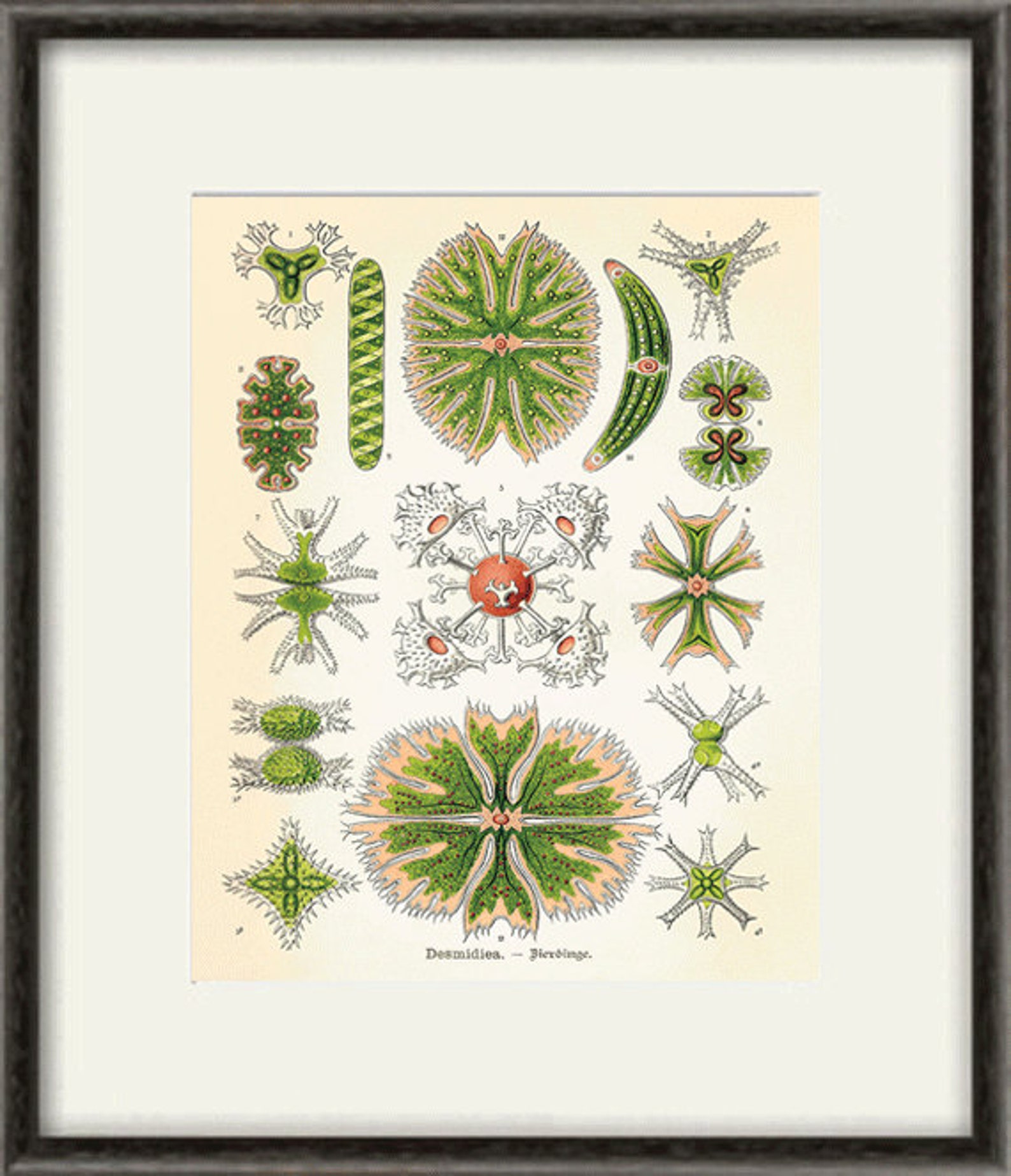 Algae Art Print Nautical Art Print Vintage Sea Art Print Sea - Etsy