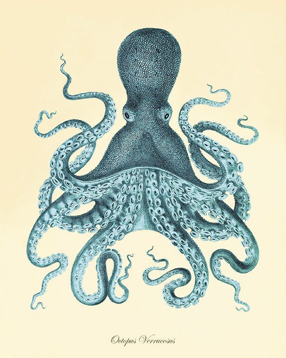 Octopus art print Antique prints old prints Nautical art print | Etsy