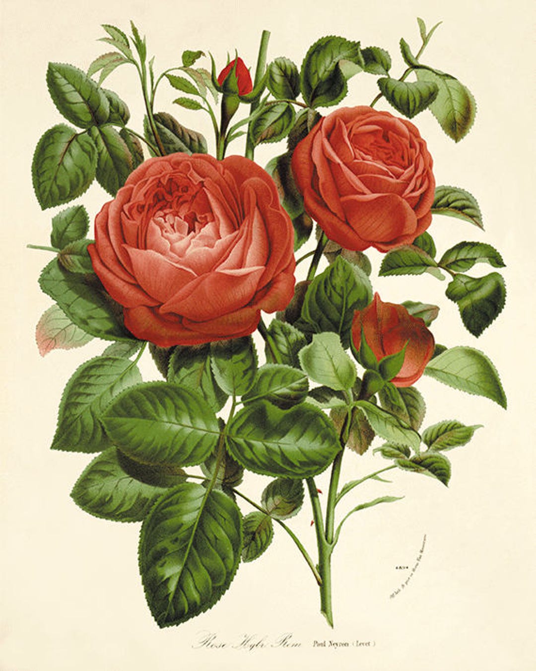 Red Rose Antique Prints Wall Decor Flower Decor Botanical Print Garden ...