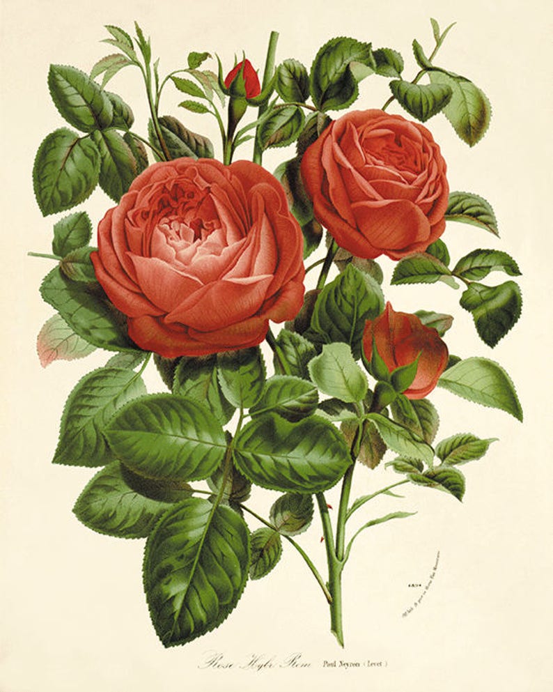 Red Rose antique prints wall decor Flower decor botanical | Etsy