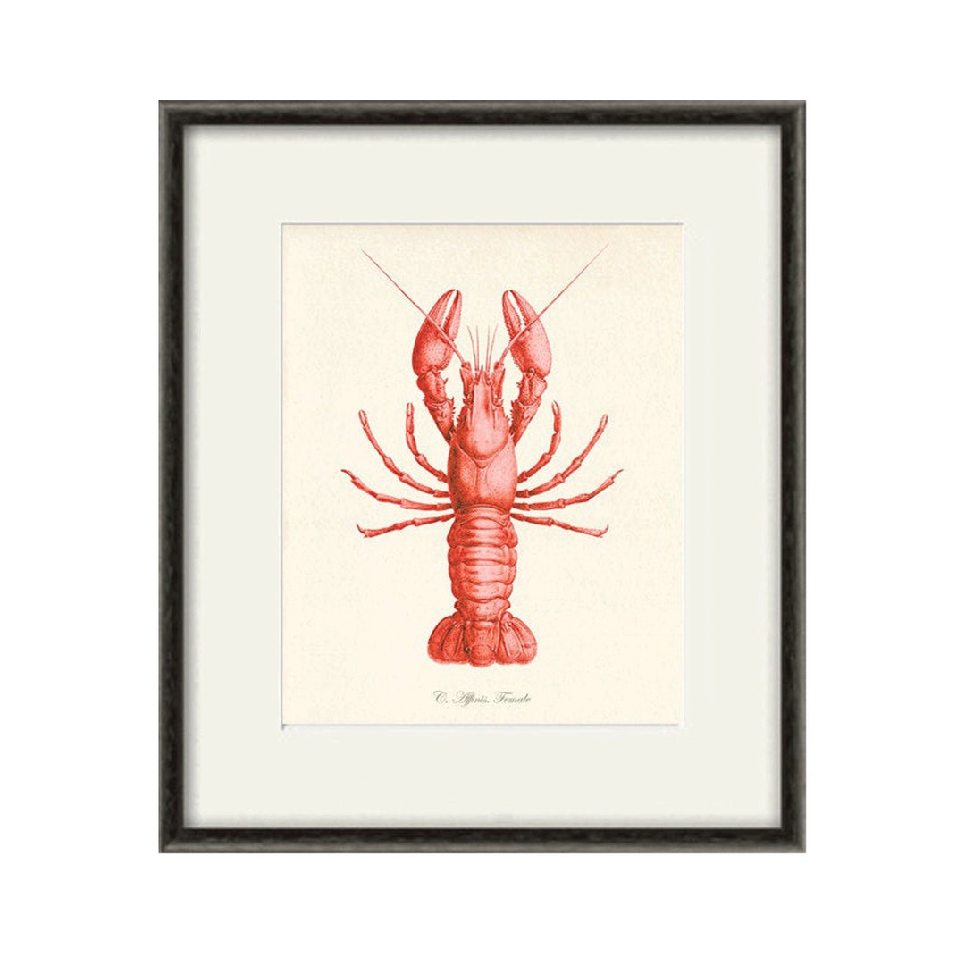 Red Lobster Art Print Victorian Art Old Prints Nautical Art Print Ocean ...