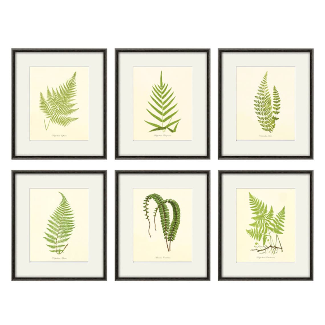 Fern Art Print Fern Print SET 6 Botanical Art Prints Home - Etsy