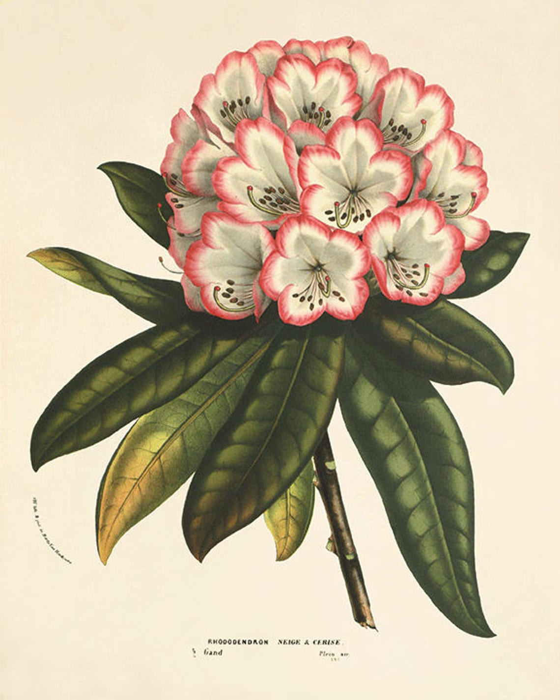 Rhododendron Art Antique Botanical Art Prints Home Decor Wall - Etsy