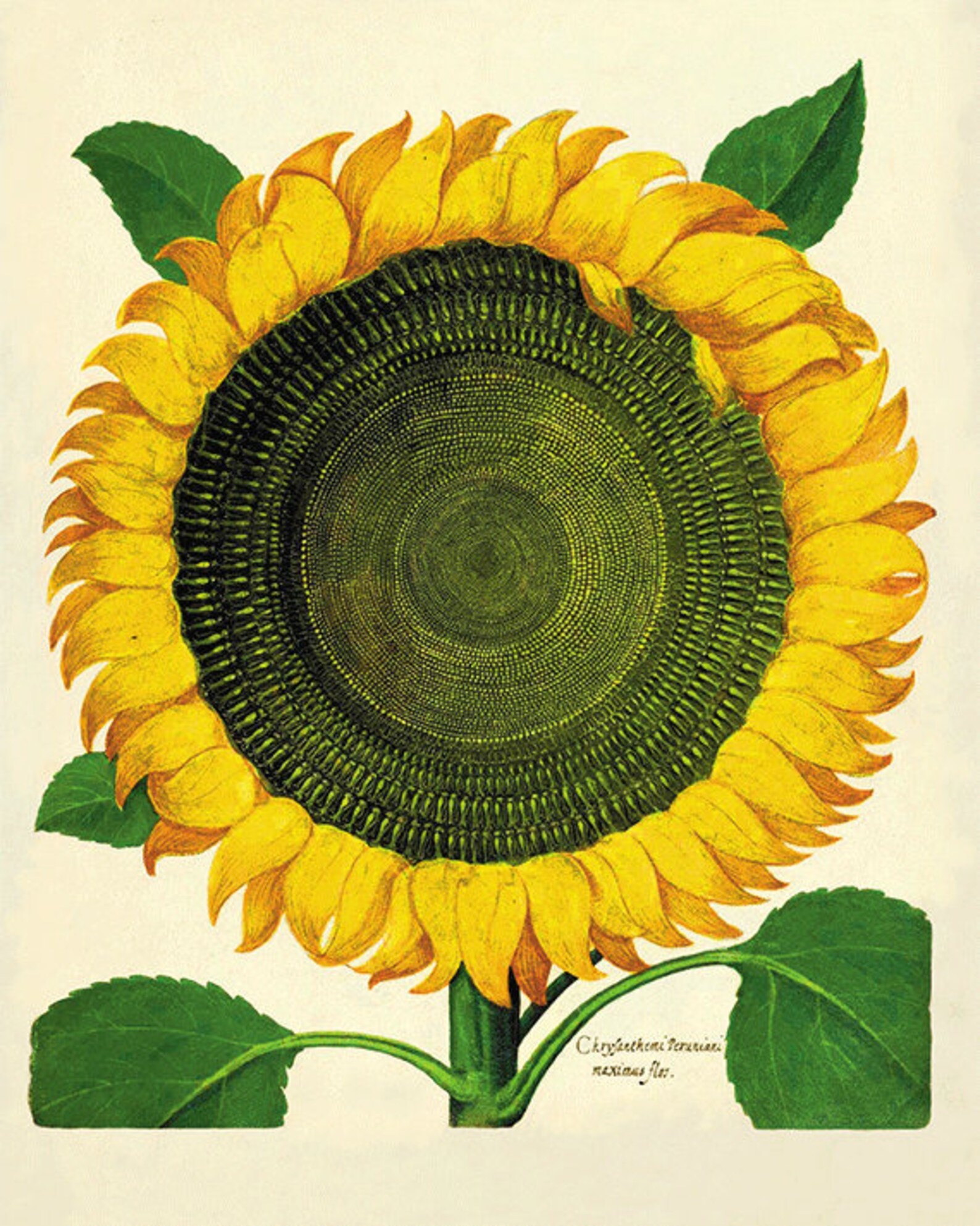 Sunflower Art Print Antique Prints Flower Art Print Botanical - Etsy
