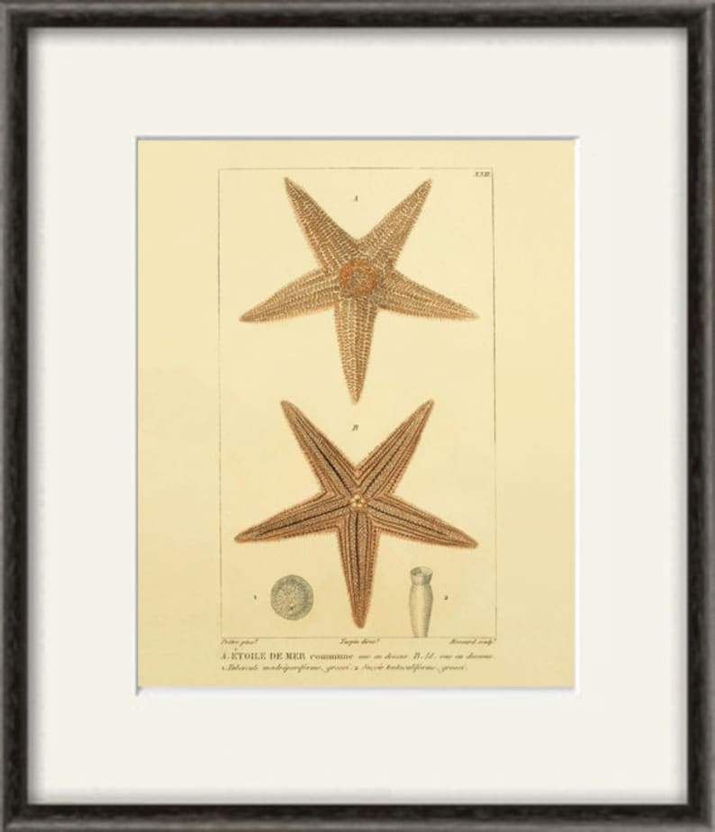 Starfish Print Vintage Nautical Art Ocean Art Sea Beach Art - Etsy