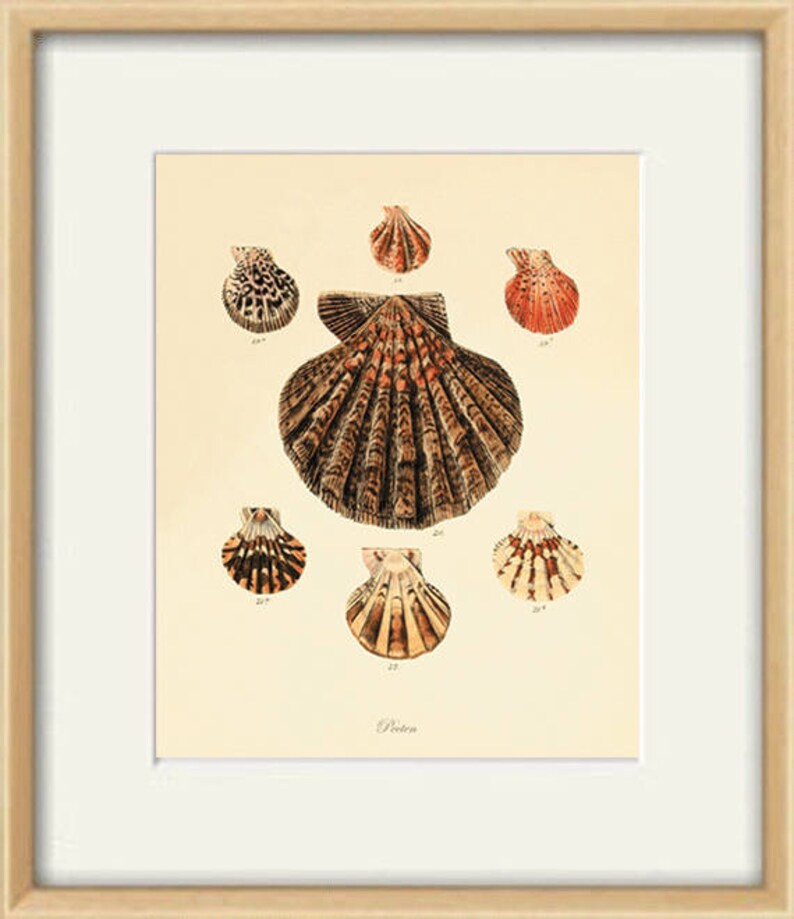 Antique Sea Shell Art Print Sea Beach Art Nautical Print Ocean - Etsy