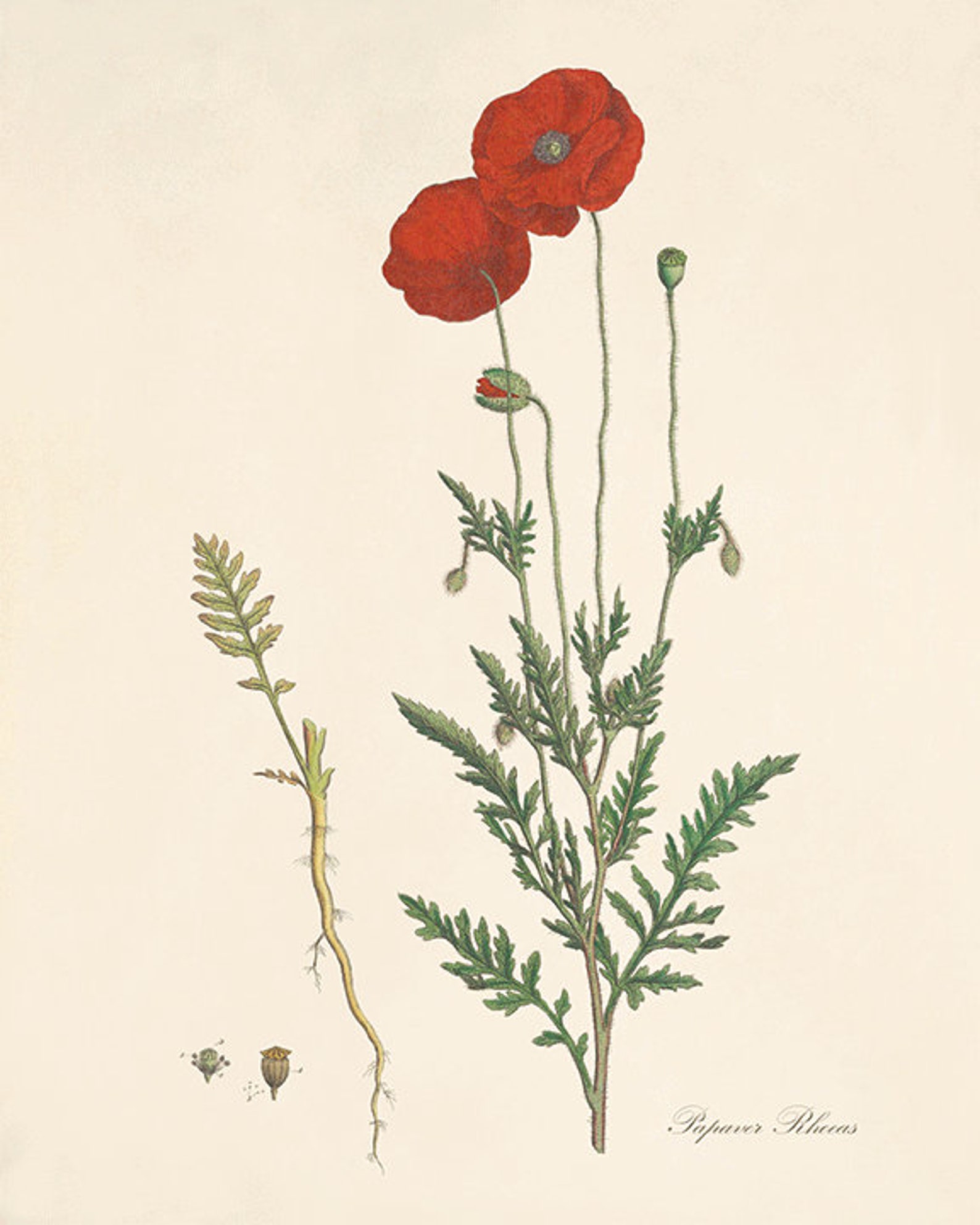 Antique Botanical Prints SET of 4 Botanical Art Prints Flower - Etsy