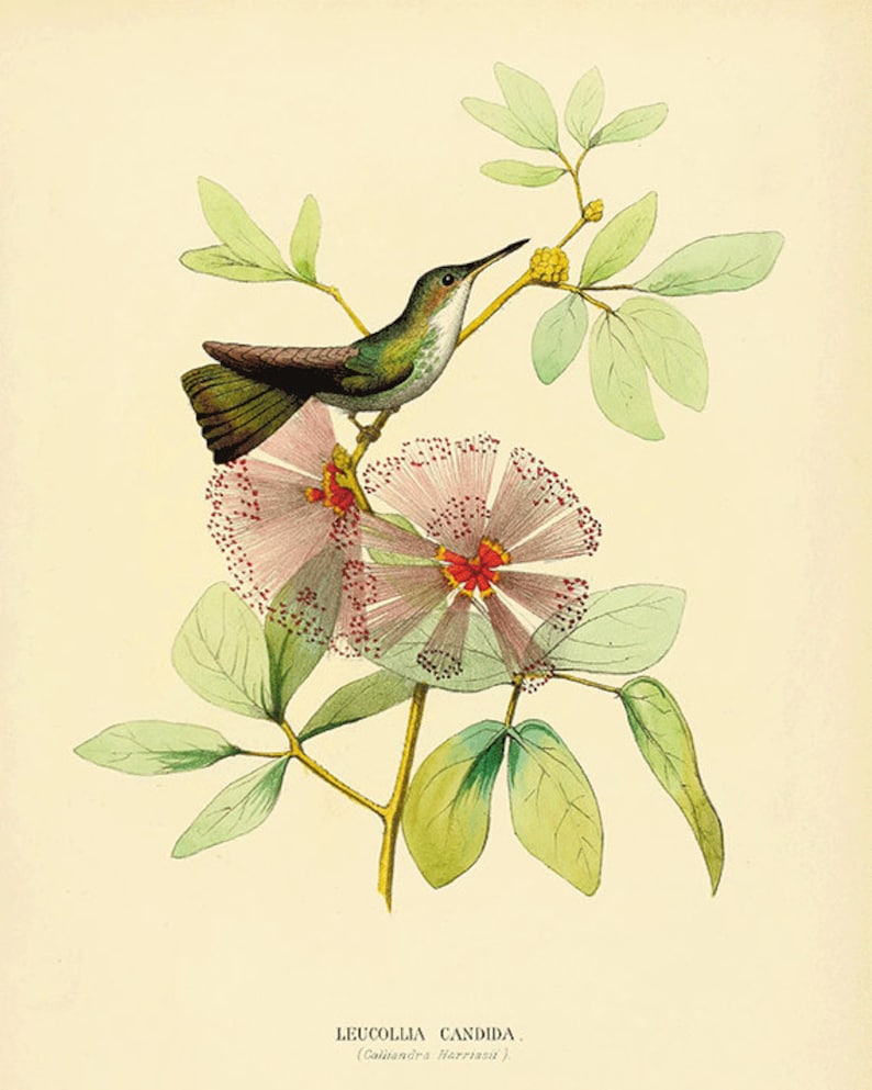 Hummingbirds Art Vintage Bird Print Nature Art Print Vintage - Etsy