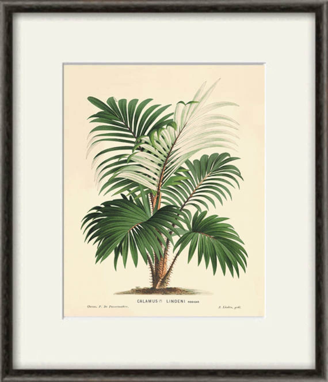 Palm Tree Art Print Antique Botanical Art Prints Home Decor - Etsy