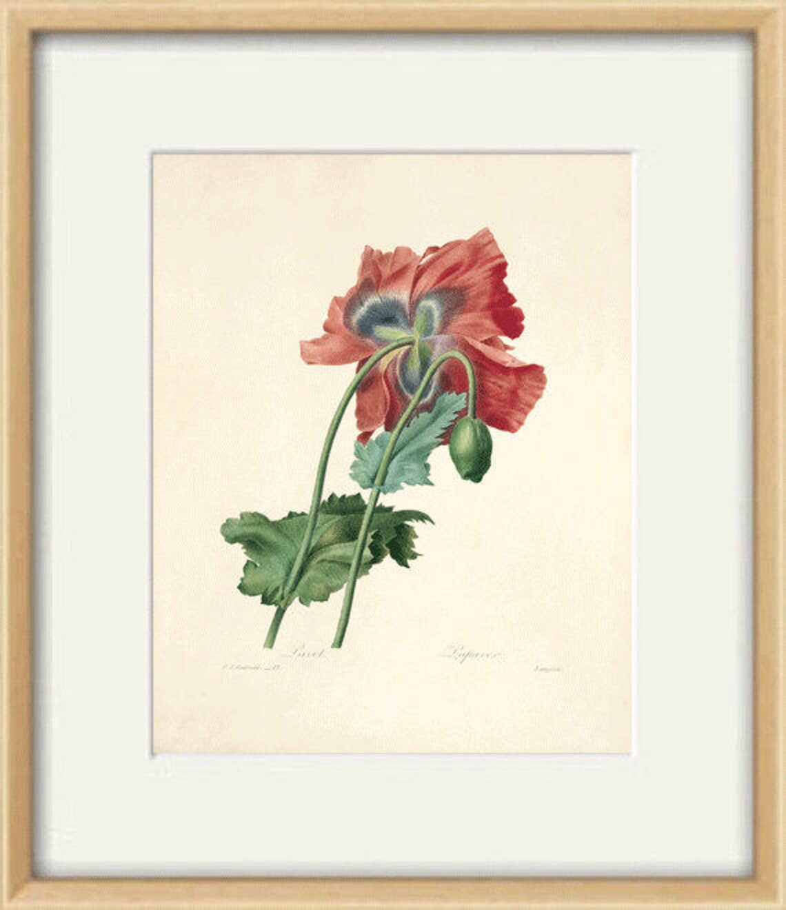 Poppy art antique botanical prints Vintage prints garden wall | Etsy