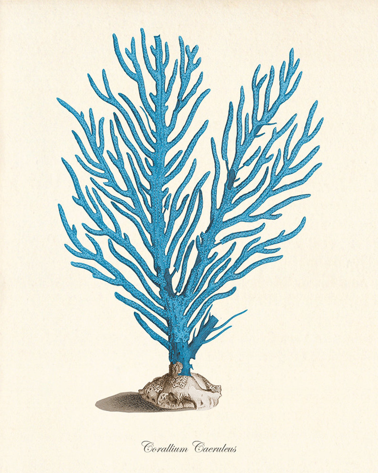 Blue Coral Art Print Vintage Nautical Art Print Sea Art Print - Etsy UK