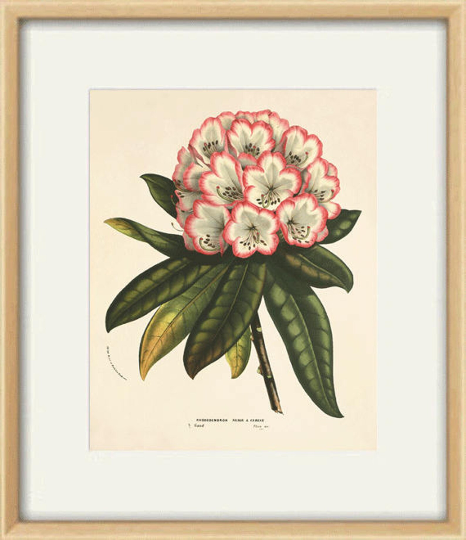 Rhododendron Art Antique Botanical Art Prints Home Decor Wall - Etsy
