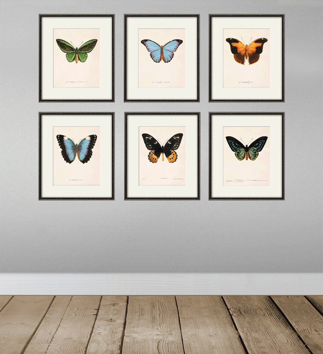 Antique Butterfly Art Print Set Nature Print Natural History Art Old ...